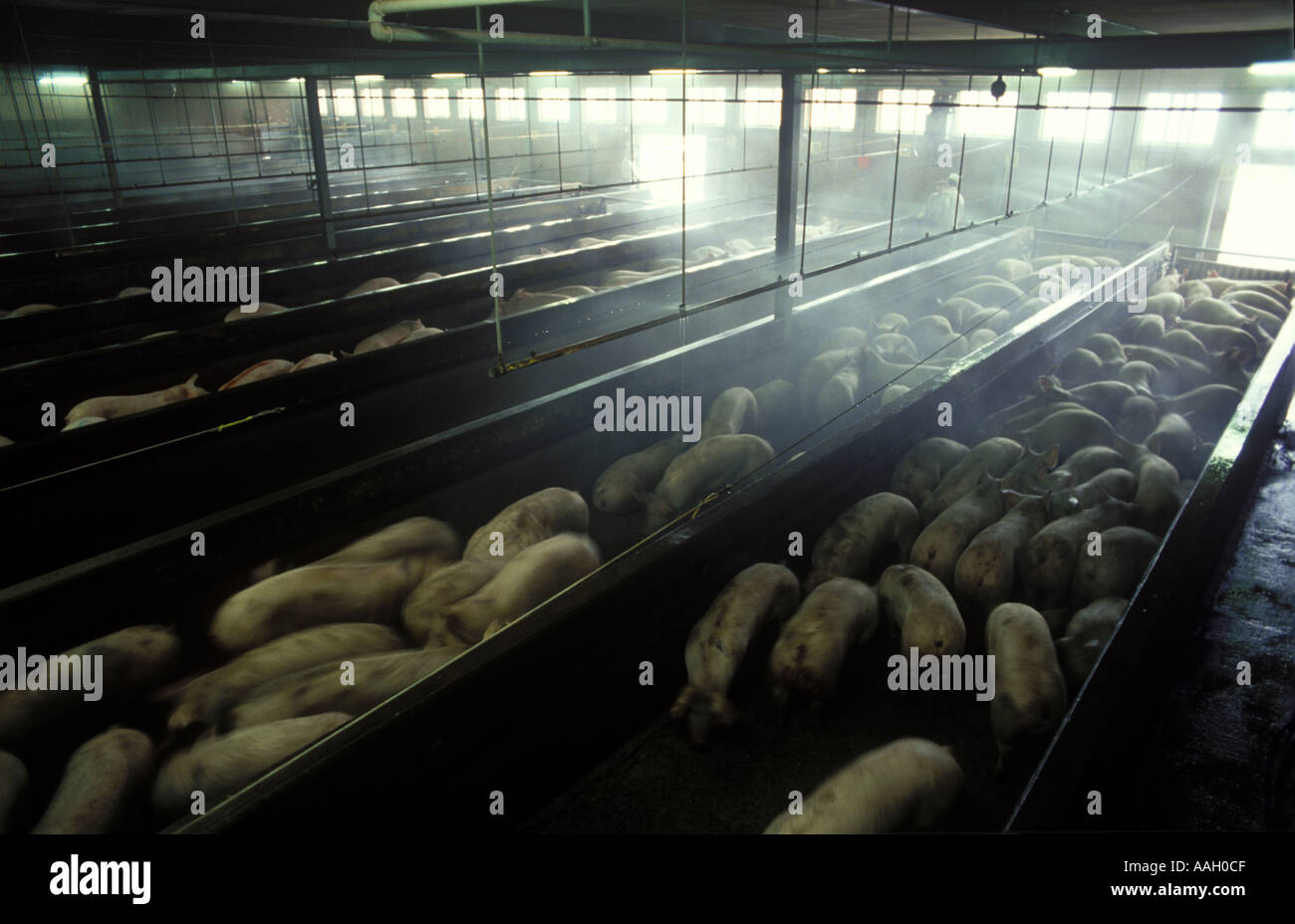 Pigs in their pens at a slaughterhouse Stock Photo - Alamy