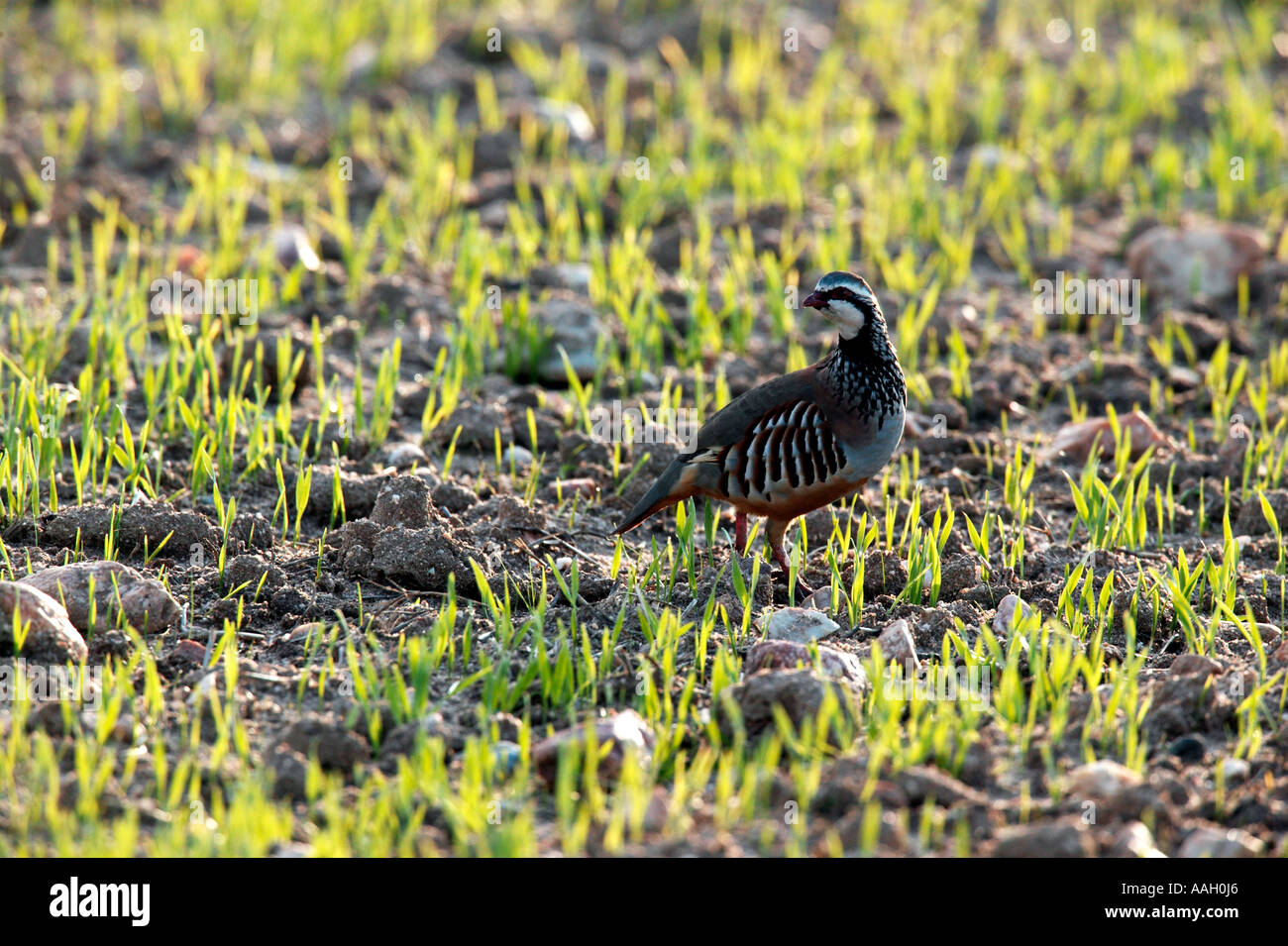 Red-legged Partridge (Alectoris rufa Stock Photo - Alamy
