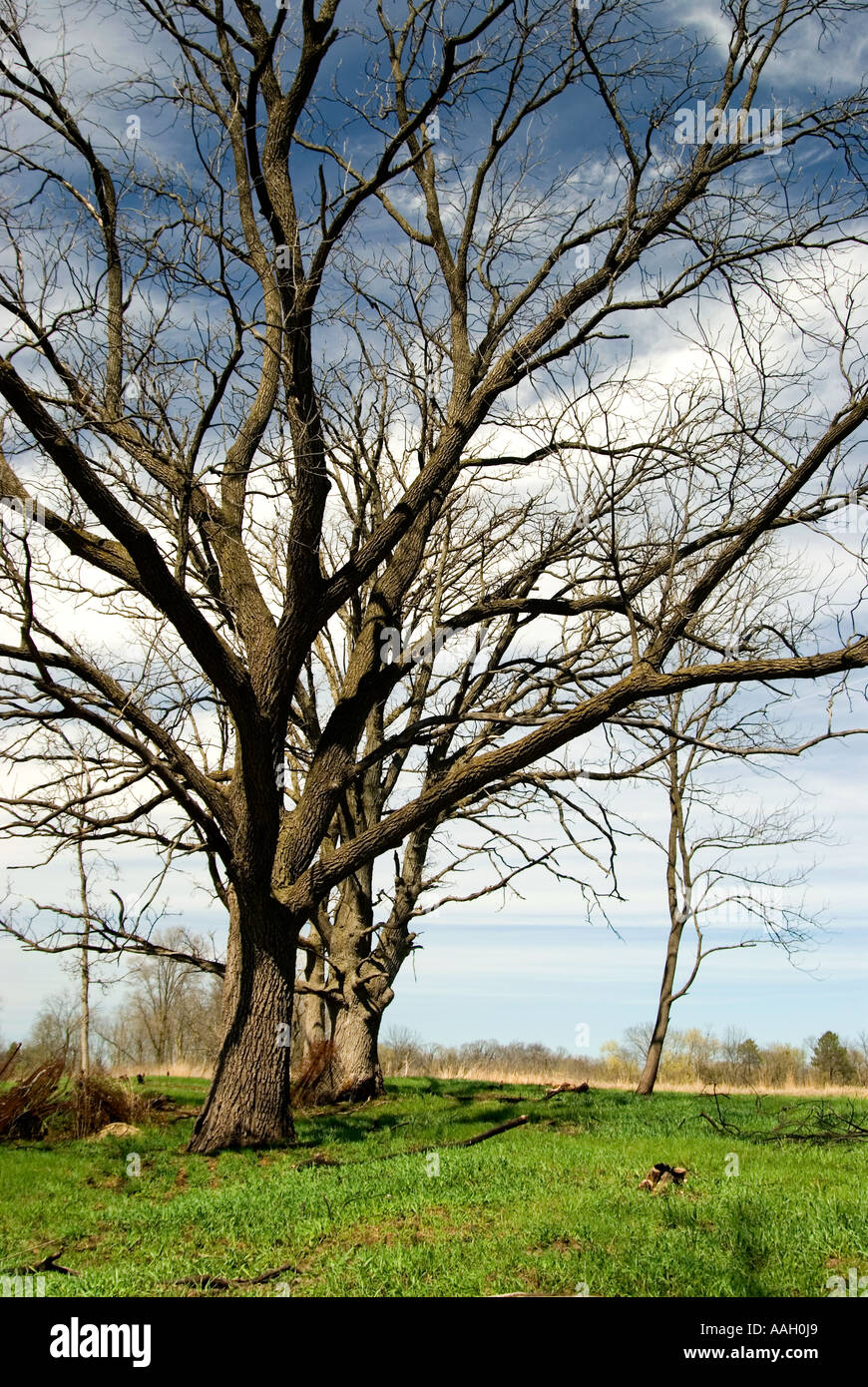 Mature elm trees hi-res stock photography and images - Alamy