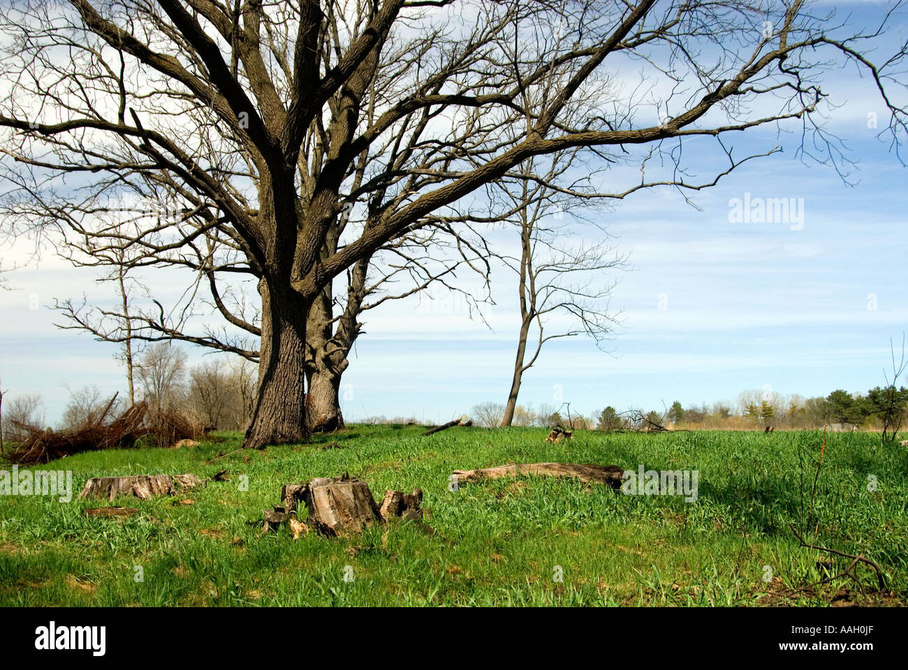 Mature elm trees hi-res stock photography and images - Alamy