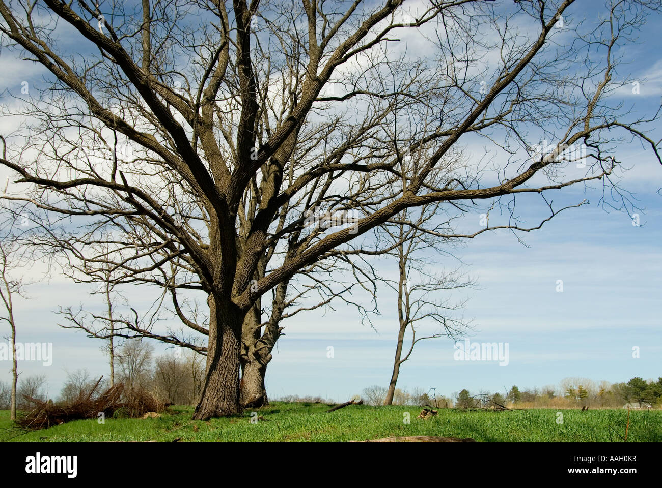 Mature elm trees hi-res stock photography and images - Alamy