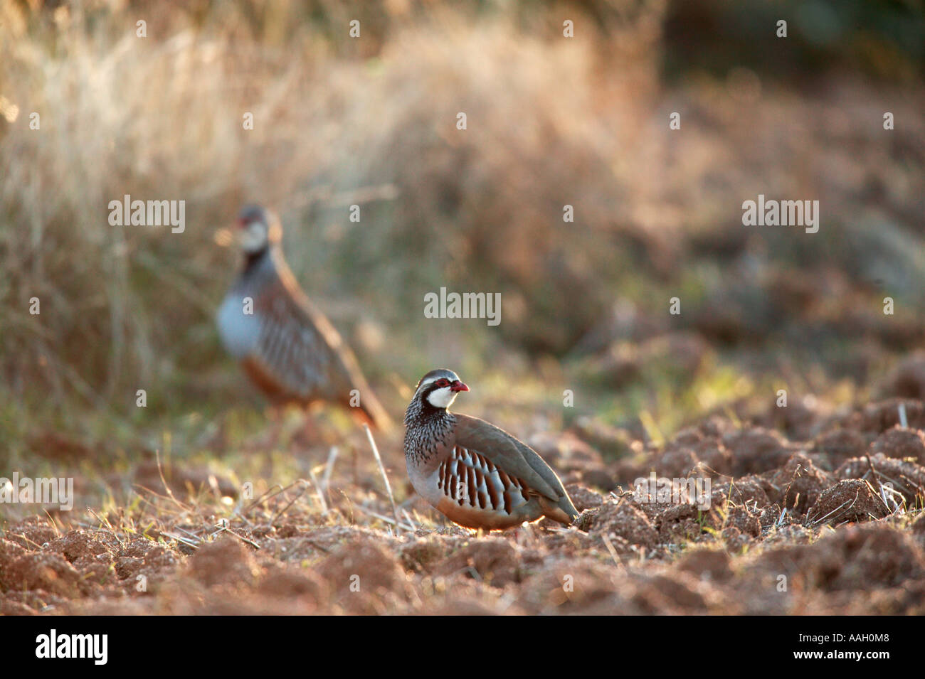 Red-legged Partridge (Alectoris rufa Stock Photo - Alamy
