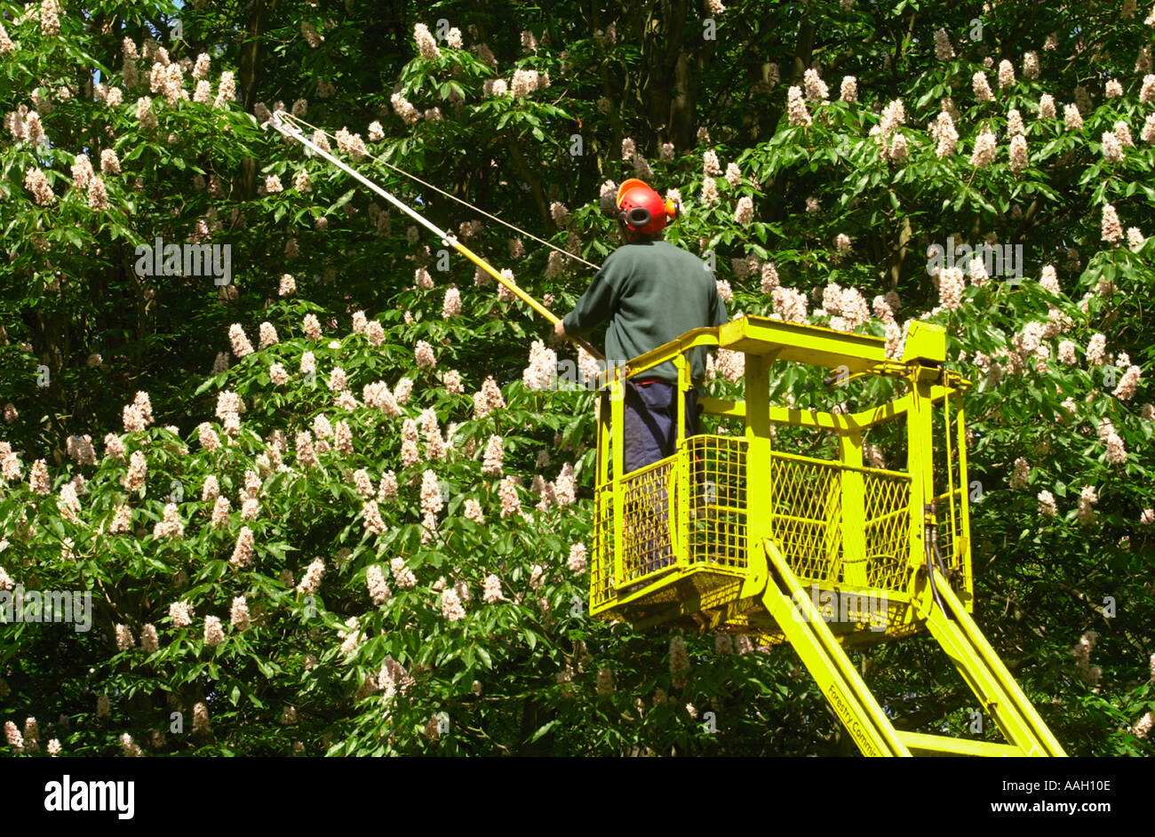 A RARE INDIAN HORSE CHESTNUT TREE AESCULUS INDICA IN FULL FLOWER AT ...