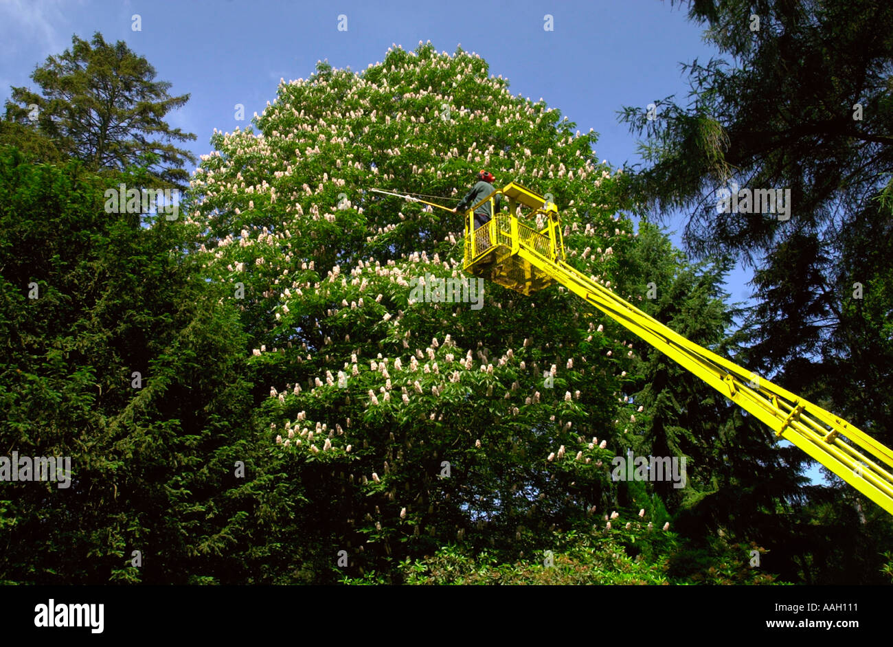 Indian Horse Chestnut Aesculus Indica High Resolution Stock Photography ...