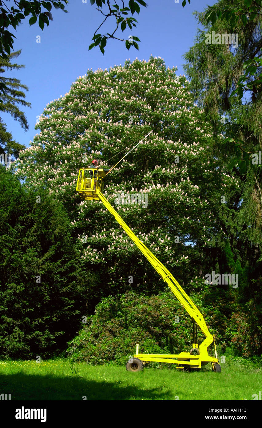 A RARE INDIAN HORSE CHESTNUT TREE AESCULUS INDICA IN FULL FLOWER AT ...