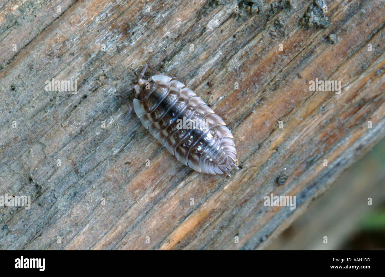 Oniscidae hi-res stock photography and images - Alamy