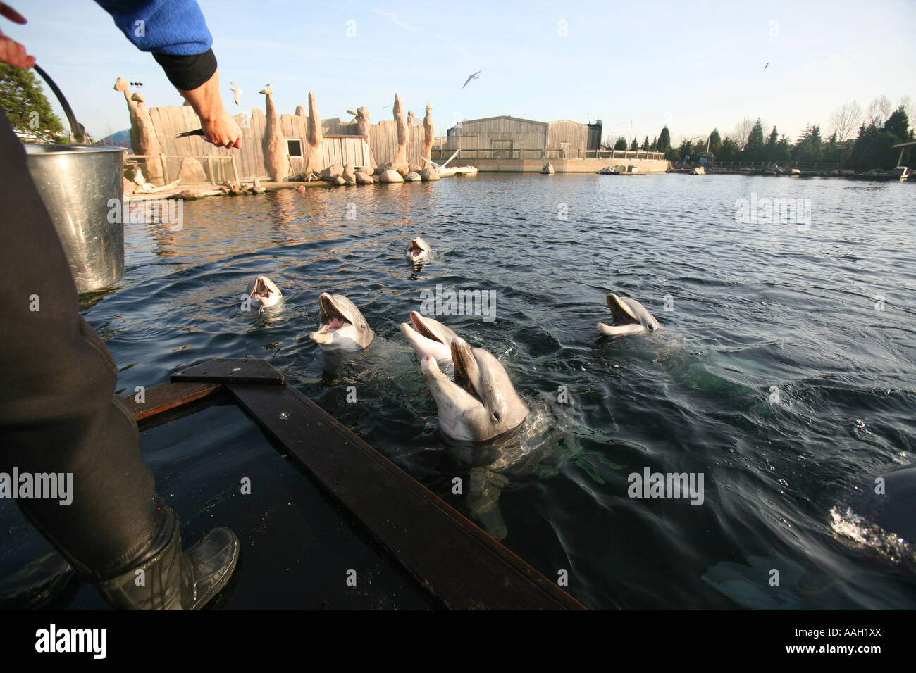 Dolphin keeper feeding hi-res stock photography and images - Alamy