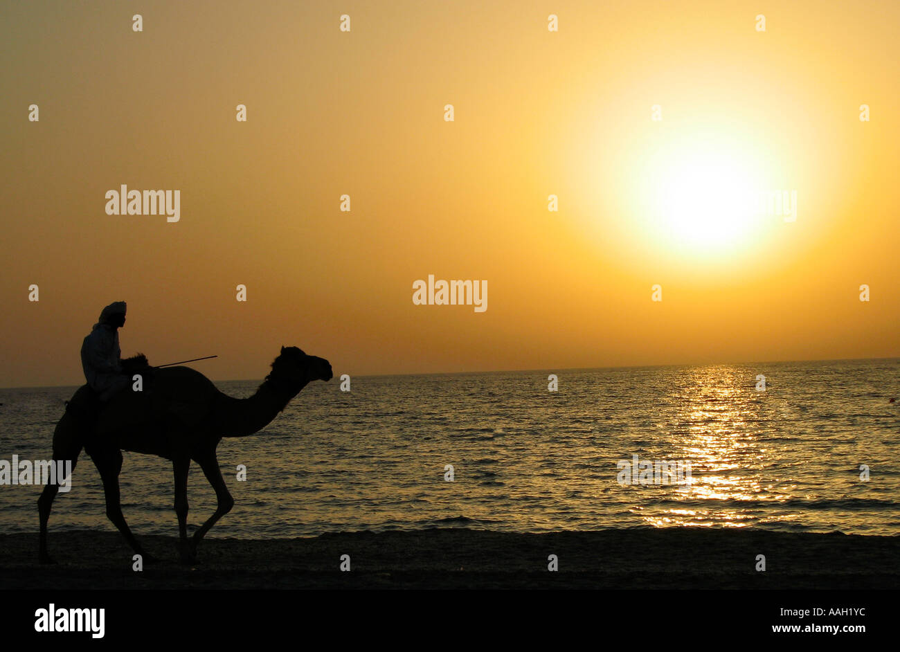 Sunset camel rides on the beach in Dubai Stock Photo - Alamy