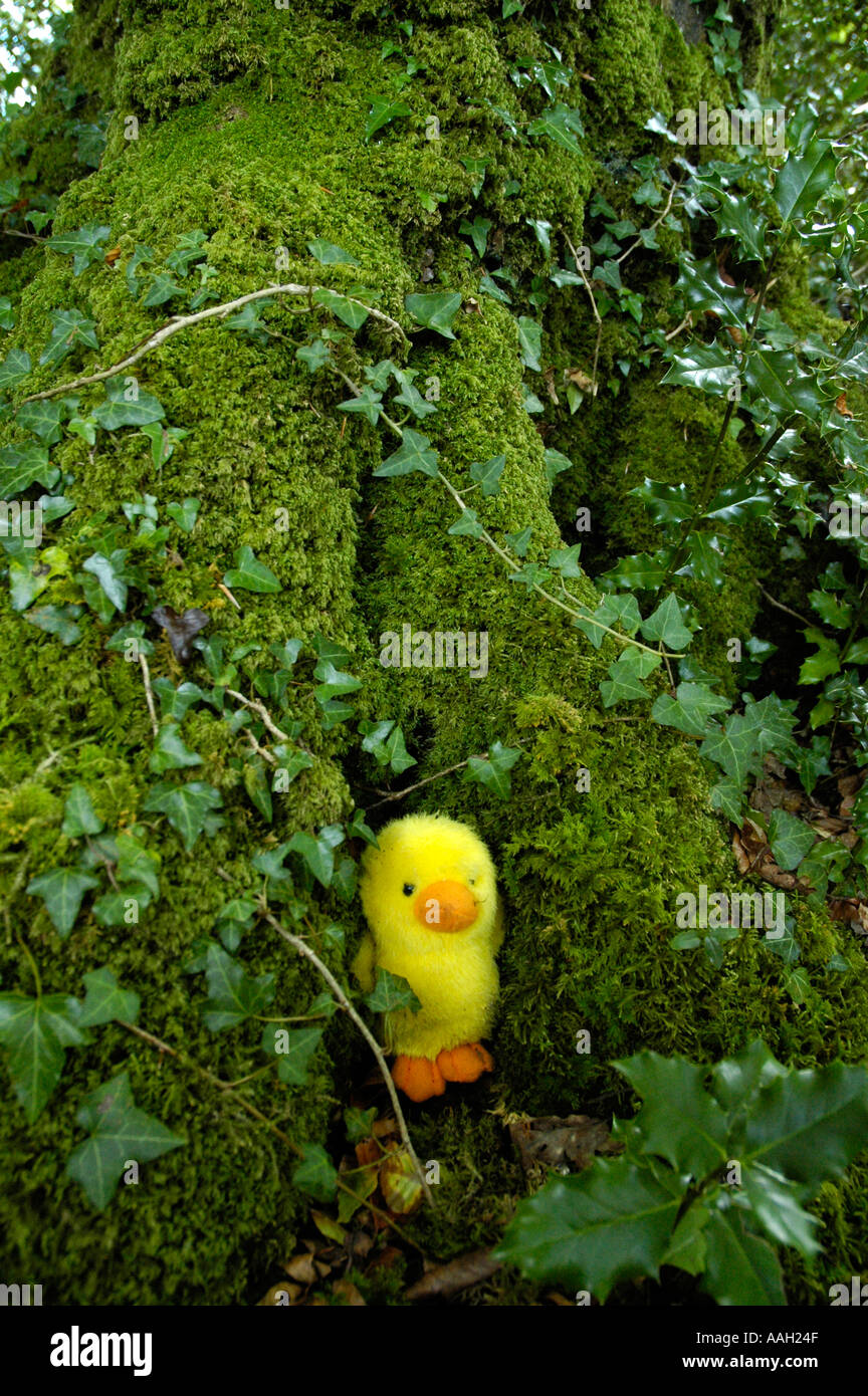 Tree nook hi-res stock photography and images - Alamy