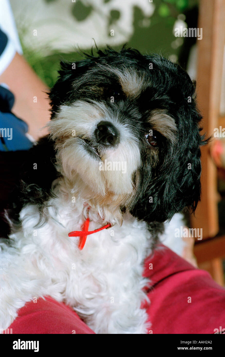 Black mongrel puppy dog hi-res stock photography and images - Alamy