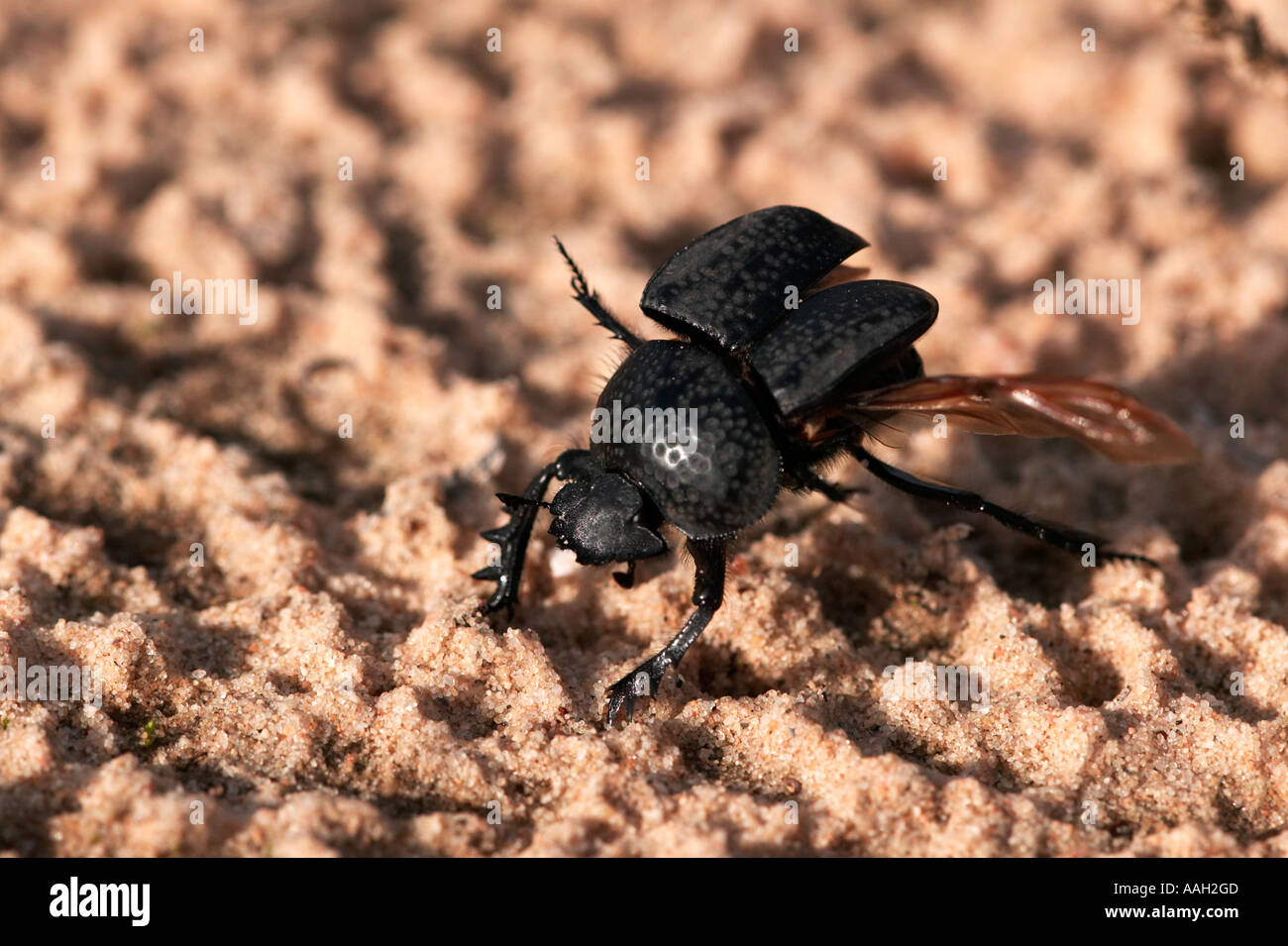 Scarabeus spp (probably semipunctatus) scarab dung beetle, Southern ...