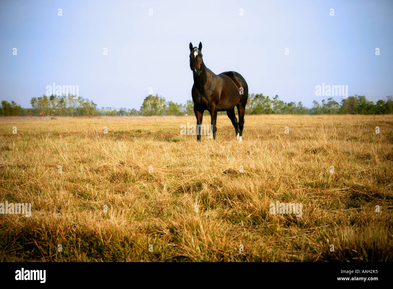 Horse in field Stock Photo - Alamy
