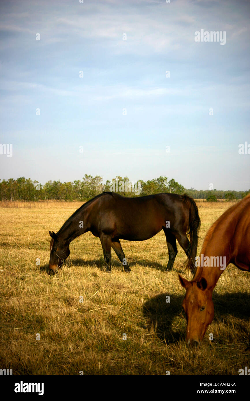 Horses in field Stock Photo - Alamy