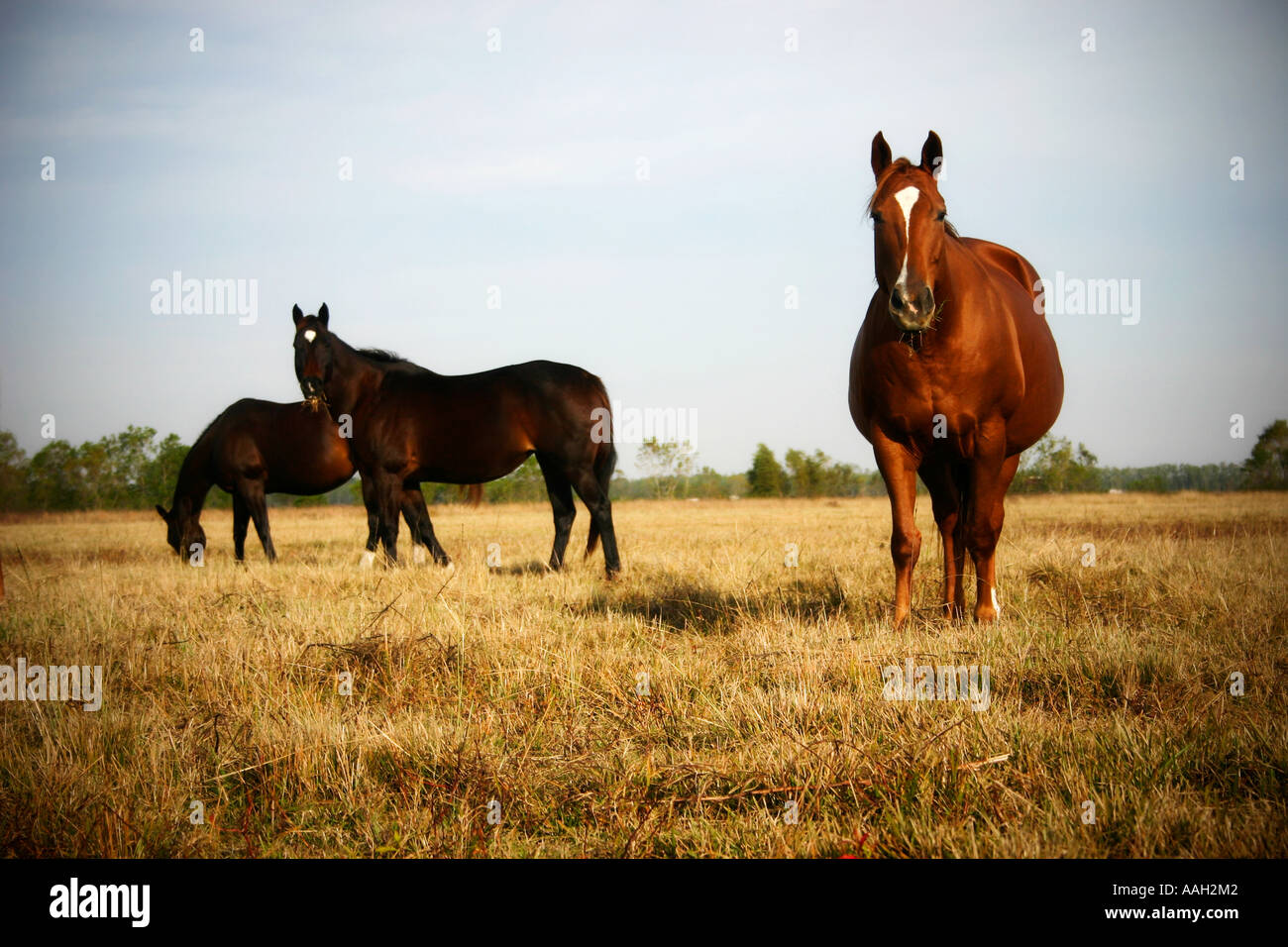 Horses in field Stock Photo - Alamy