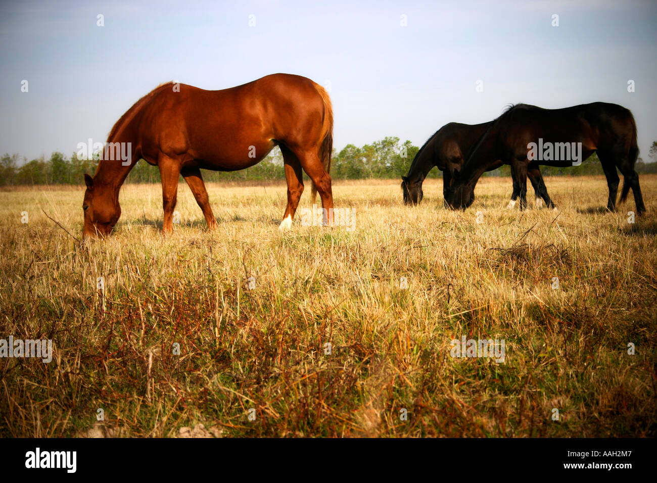 Horses in field Stock Photo - Alamy
