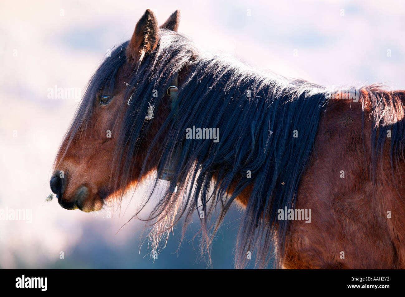 Brown hourse hi-res stock photography and images - Alamy