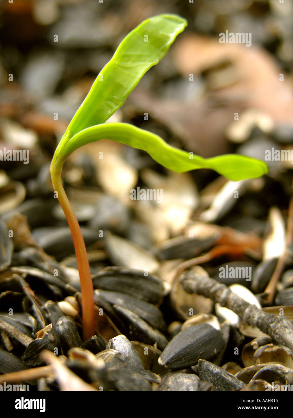 Sprouting sunflower seeds hi-res stock photography and images - Alamy