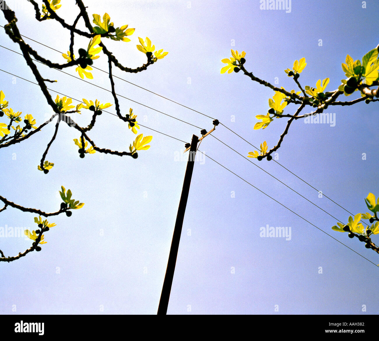 Fig tree and telegraph pole Stock Photo - Alamy