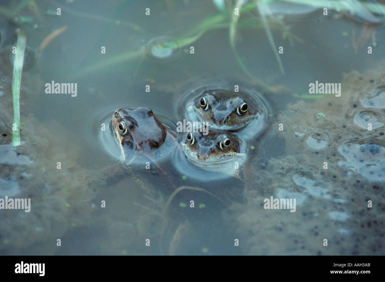 Three Common Frogs in Breeding Pond Norfolk Stock Photo - Alamy