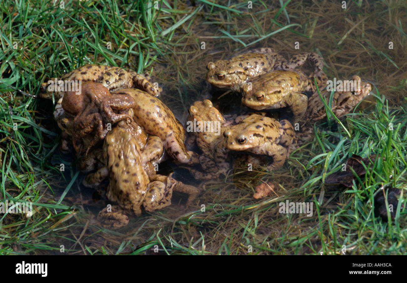 Ball of toads hi-res stock photography and images - Alamy