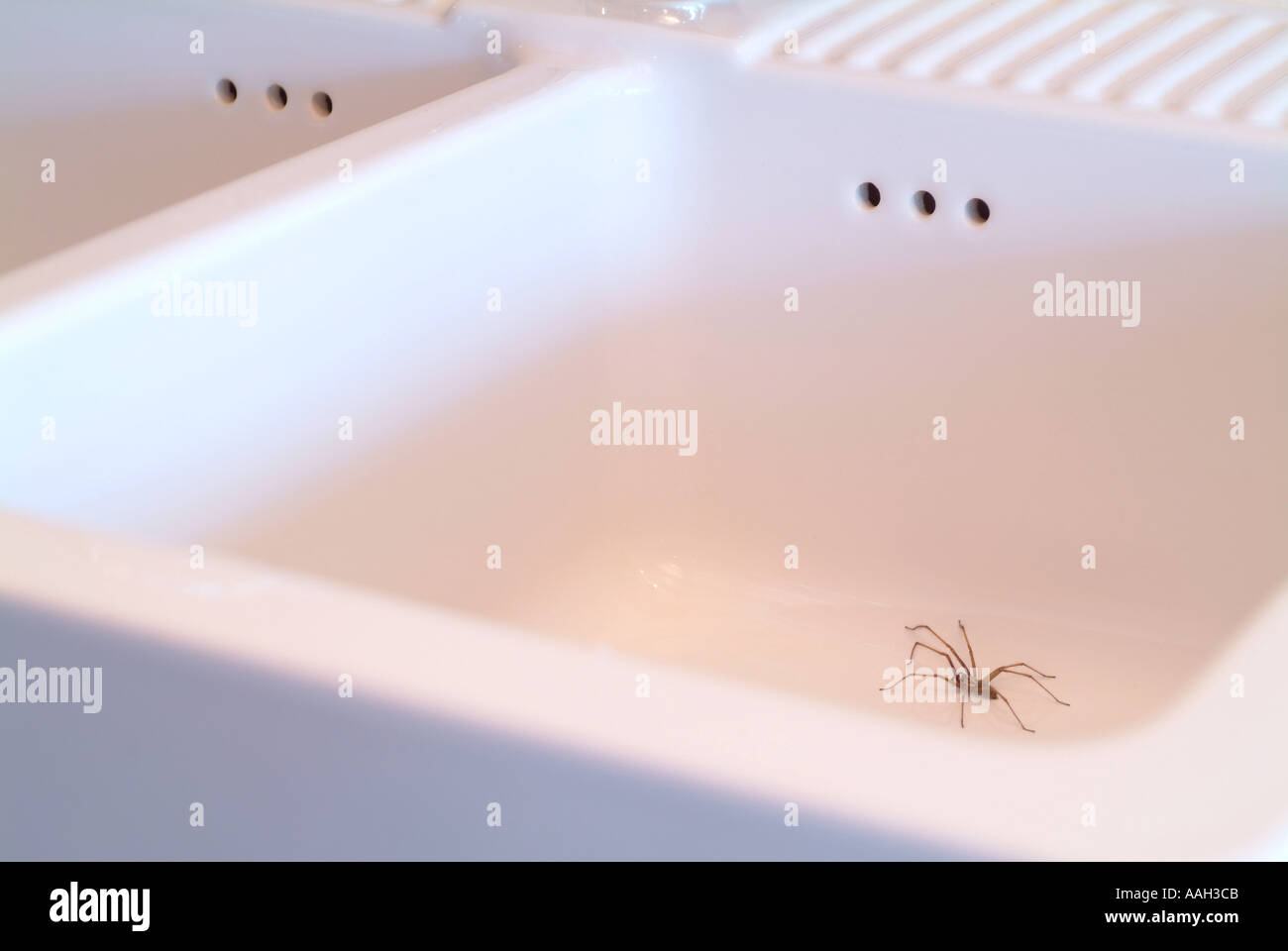 Spider escaping hi-res stock photography and images - Alamy