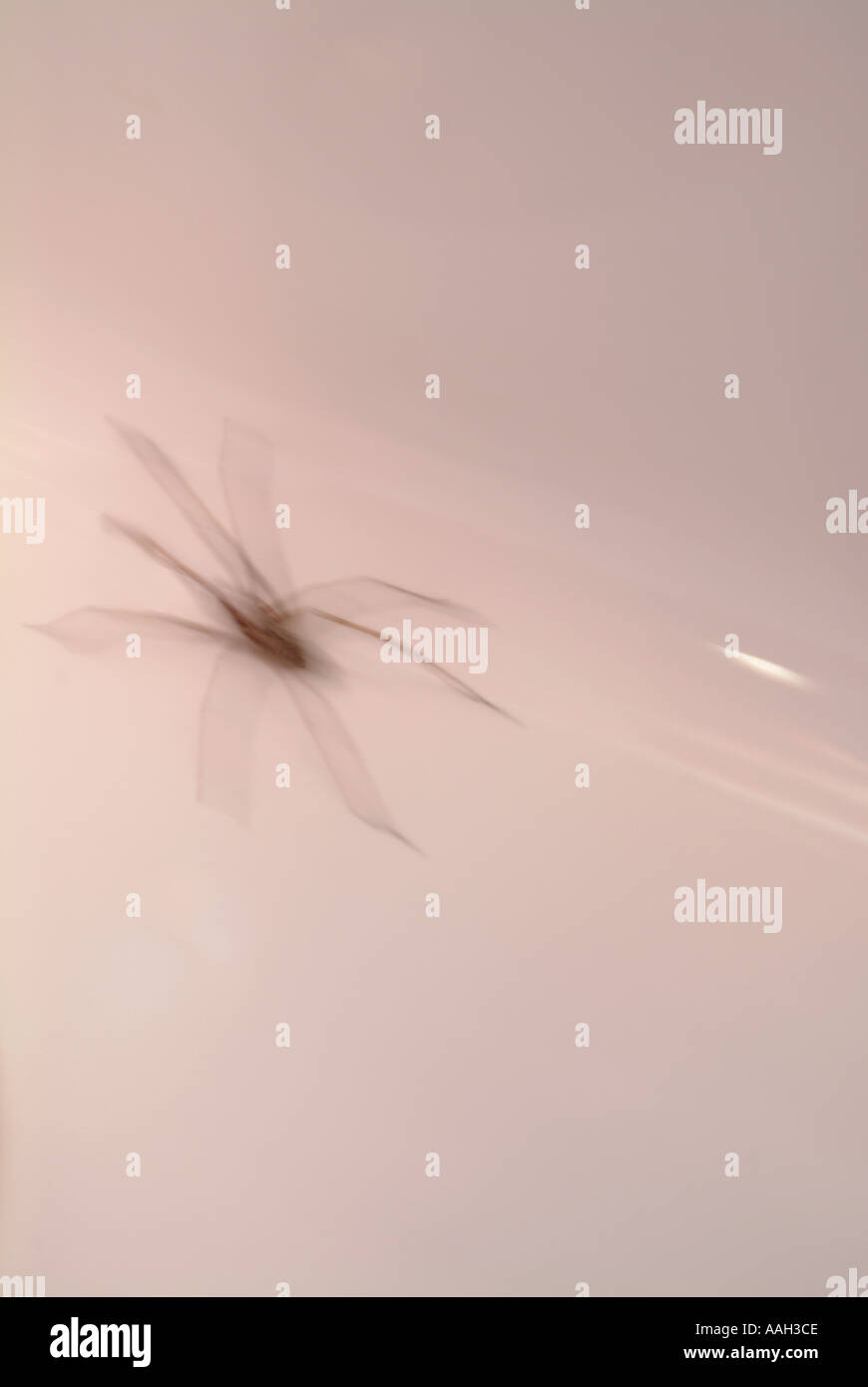 Spider escaping hi-res stock photography and images - Alamy