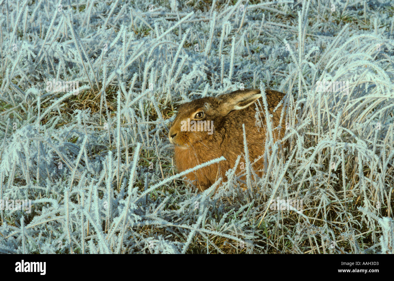 Hare sleep hi-res stock photography and images - Alamy