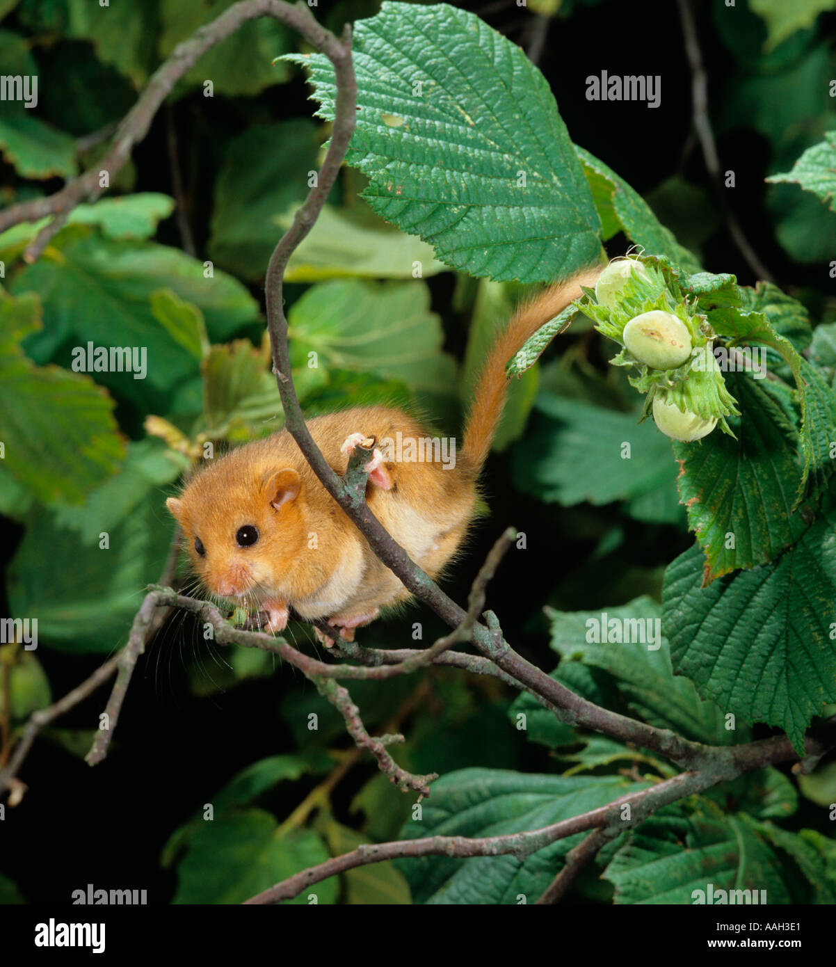 Hazel mouse hi-res stock photography and images - Alamy