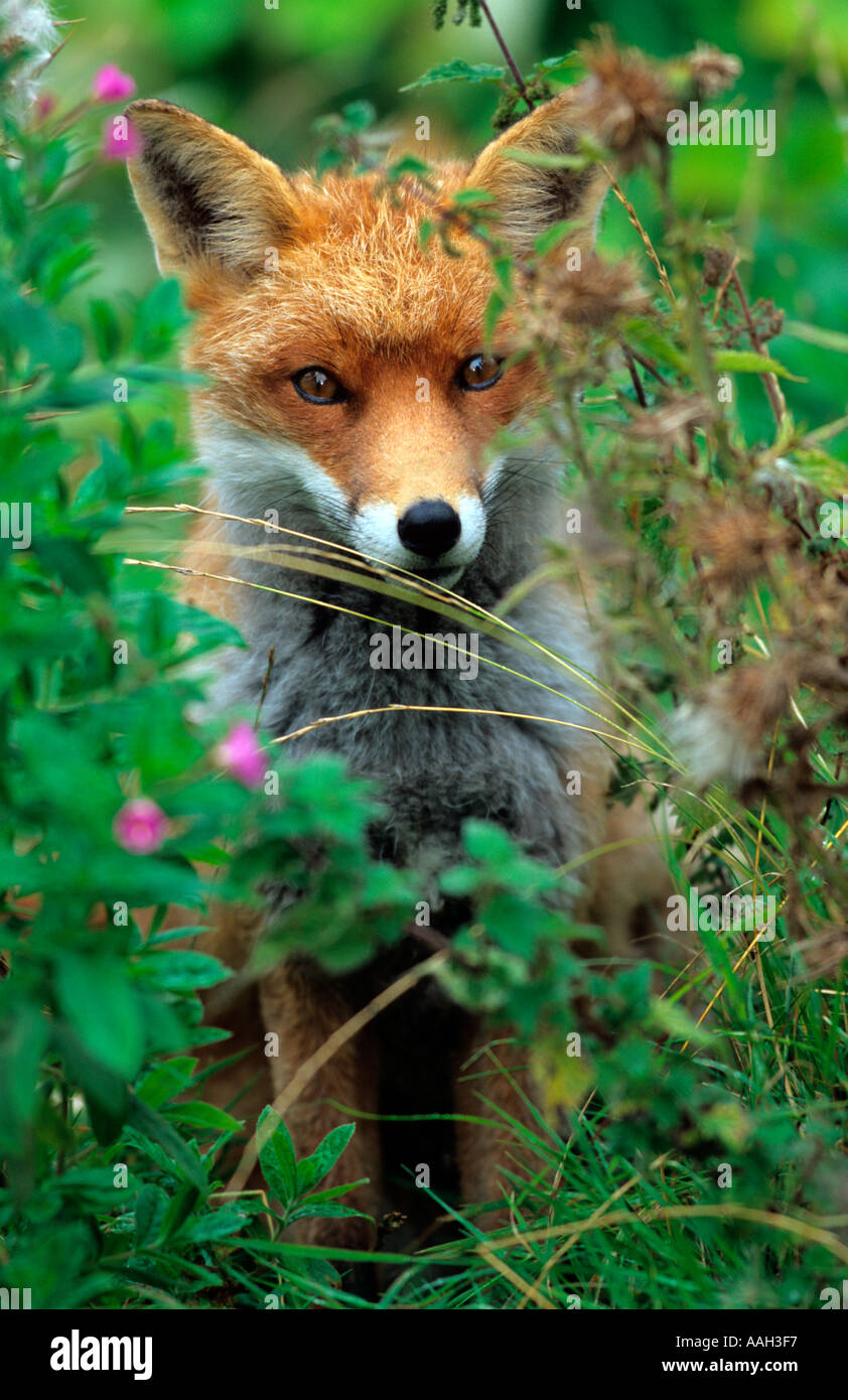 Red fox hunting rabbits hi-res stock photography and images - Alamy