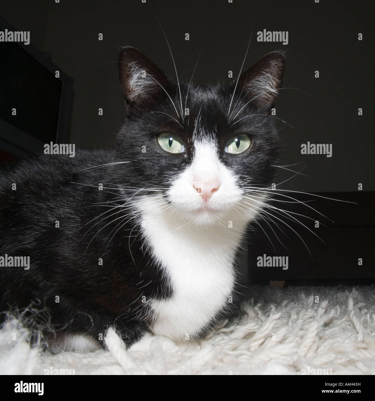 Black and white cat Stock Photo - Alamy