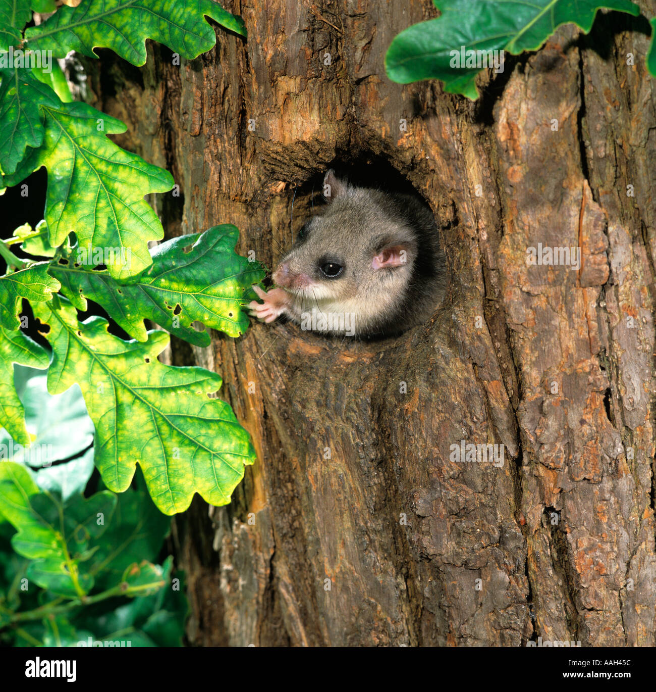 European edible dormouse hi-res stock photography and images - Alamy