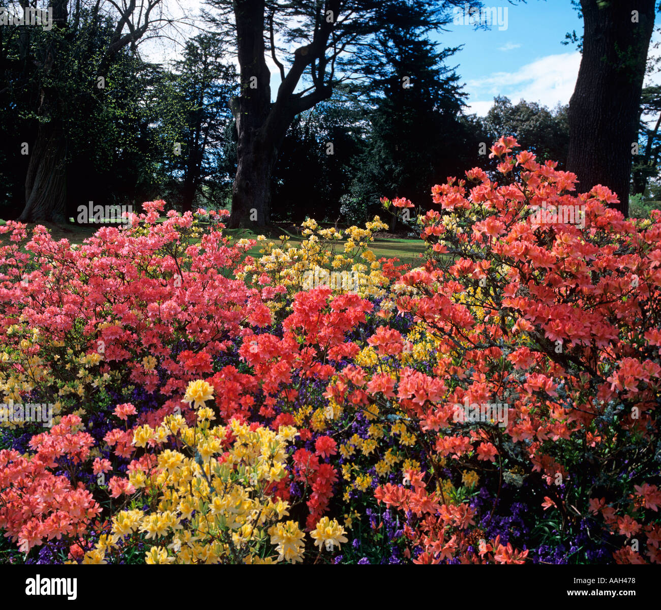 Ashridge House Gardens Hertfordshire Stock Photo - Alamy