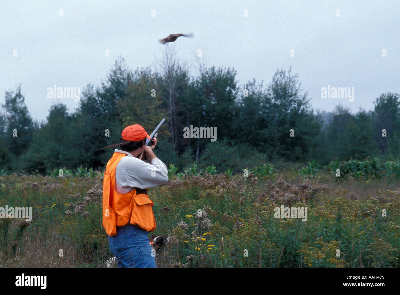 Hunter shooting pheasant in flight new brunswick canada Stock Photo - Alamy