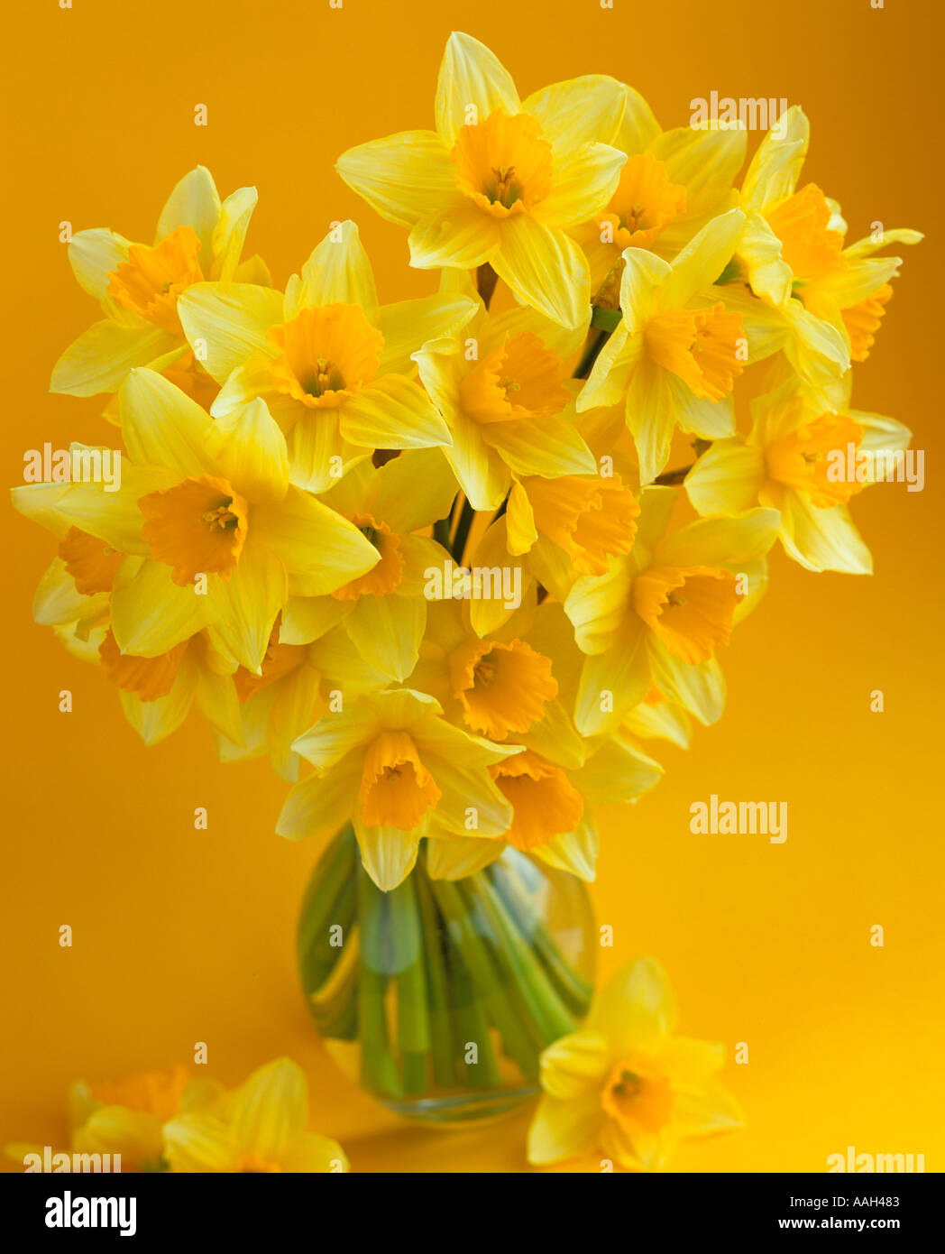 Daffodil Still Life Spring Stock Photo - Alamy