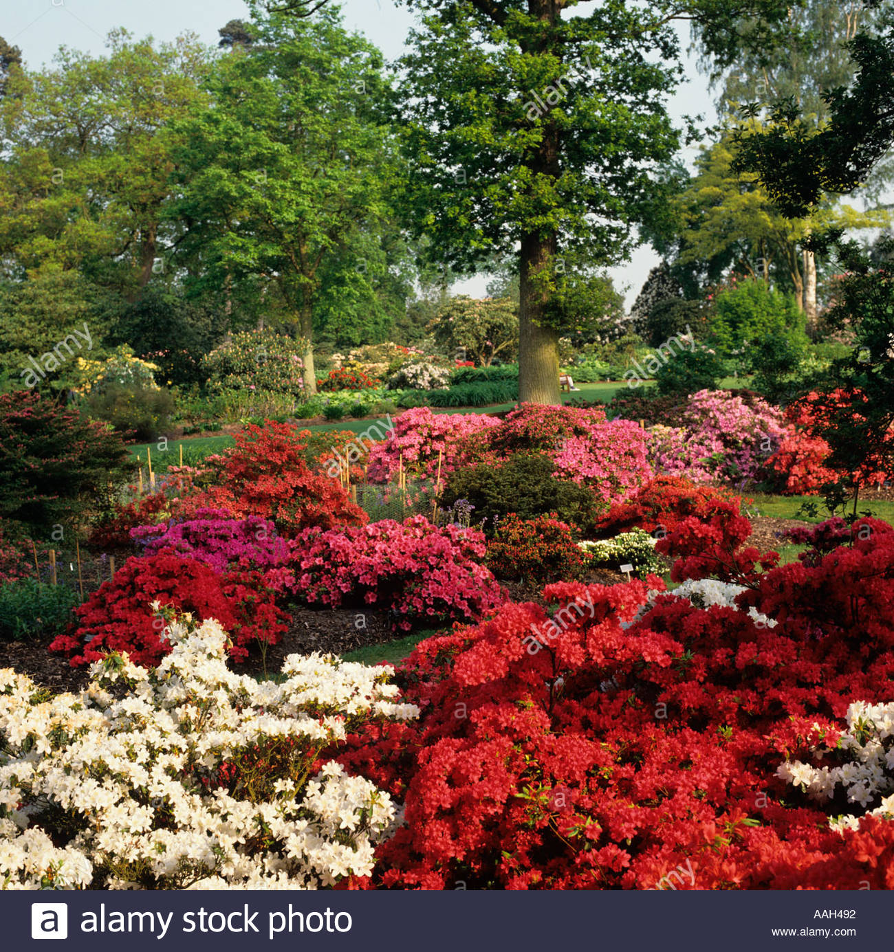 Spring Colour Windsor Great Park Berkshire UK Stock Photo - Alamy