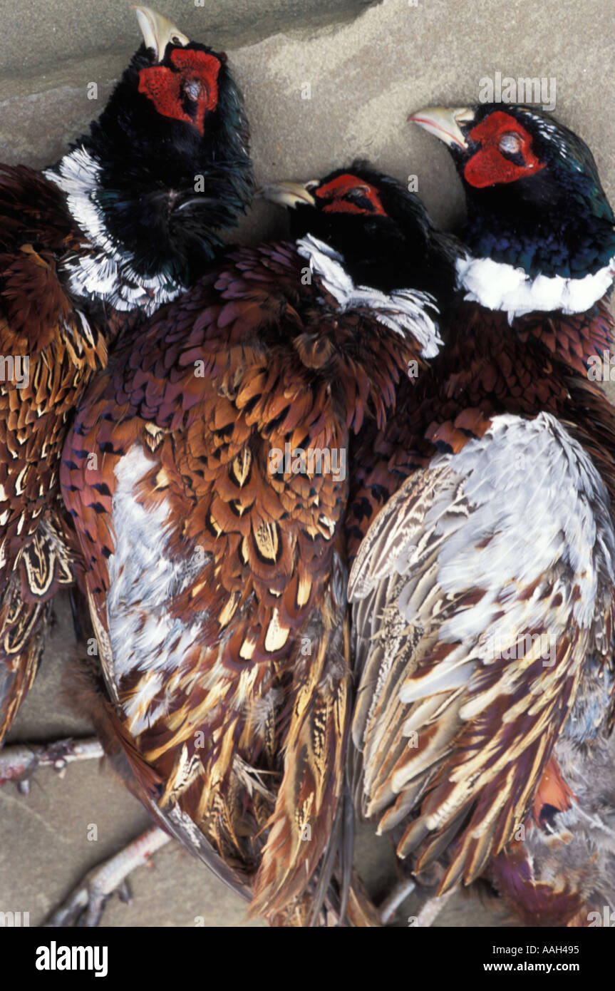 Three dead ringed neck pheasants after a successful hunt in the fall in ...