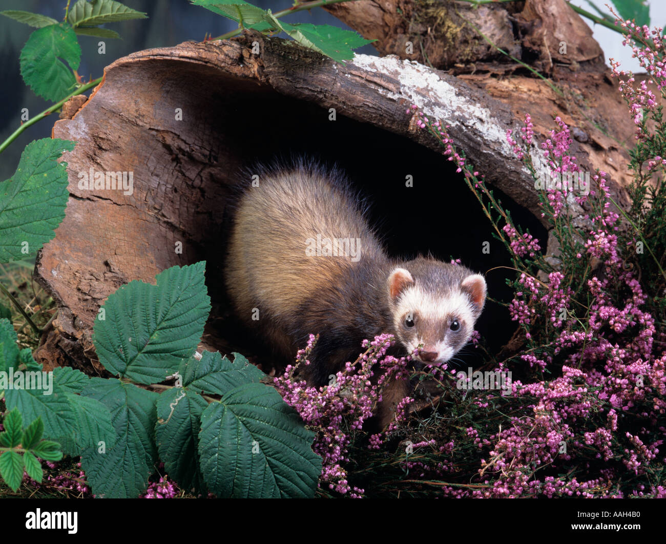 Polecat eating hi-res stock photography and images - Alamy