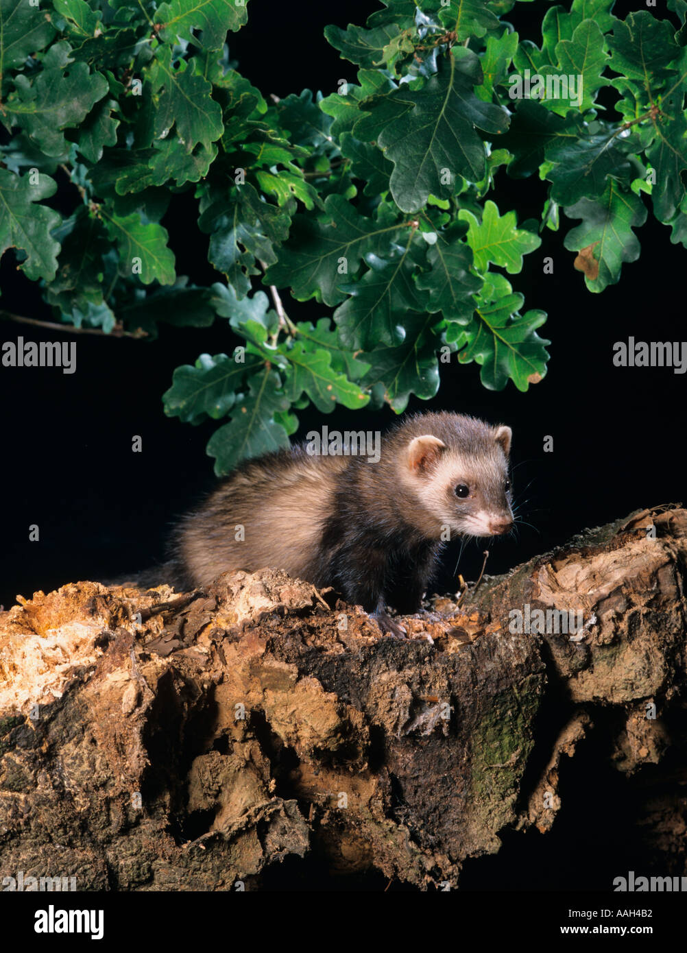 Polecat eating hi-res stock photography and images - Alamy