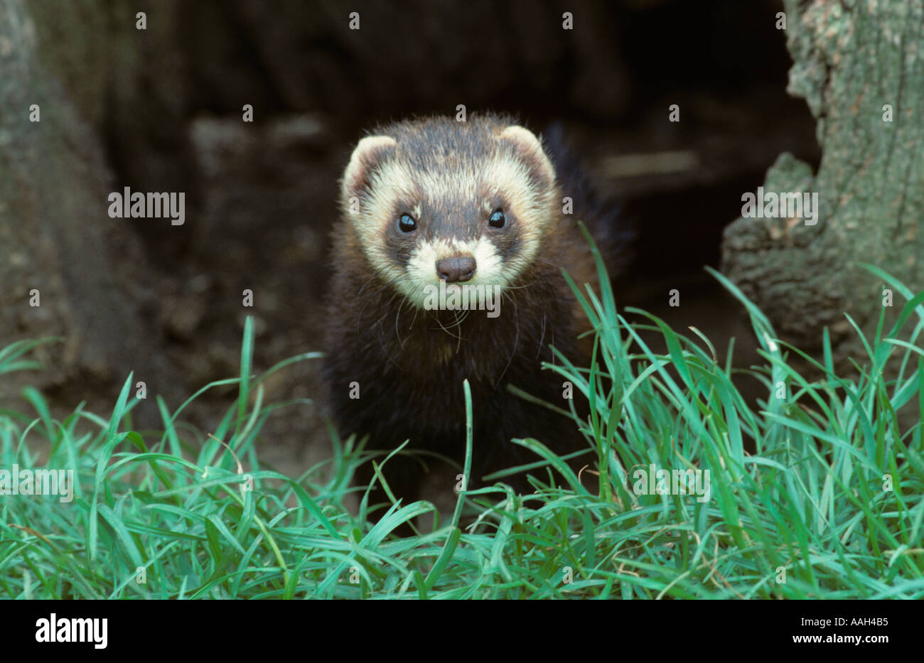 Polecat eating hi-res stock photography and images - Alamy