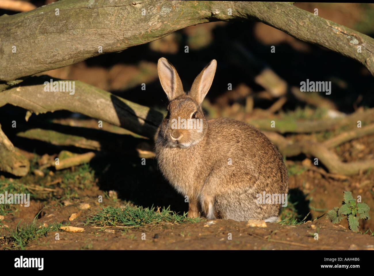 Rabbit Oryctolagus cuniculus Stock Photo - Alamy