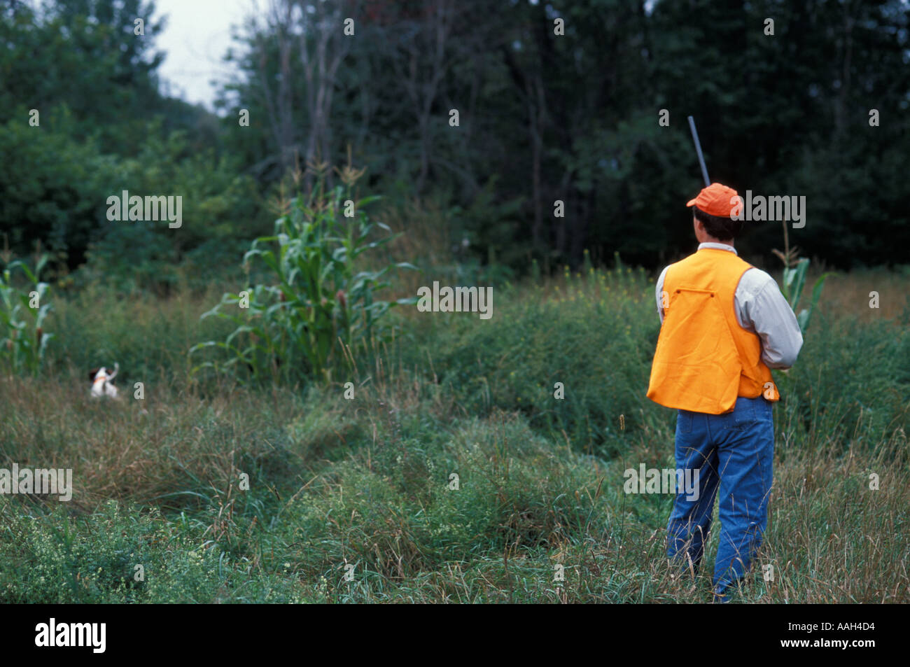Pheasant flushing hi-res stock photography and images - Alamy