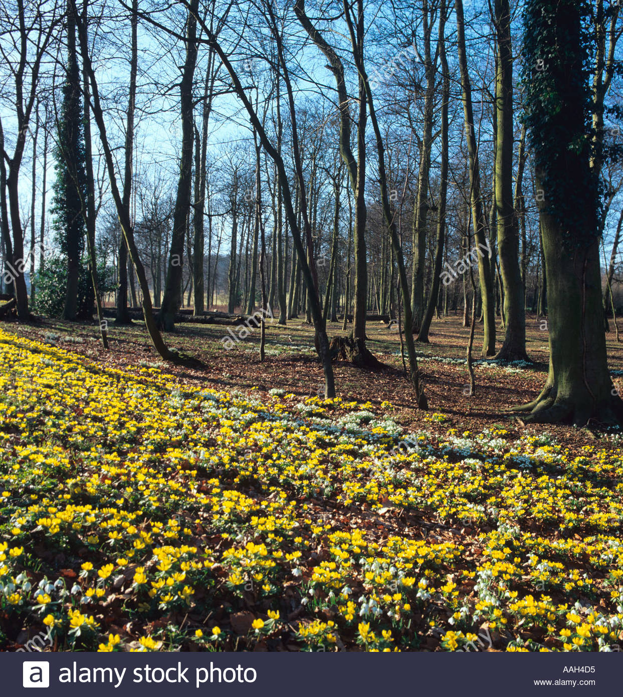 Snowdrops and winter aconites in flower in woodland garden in February ...