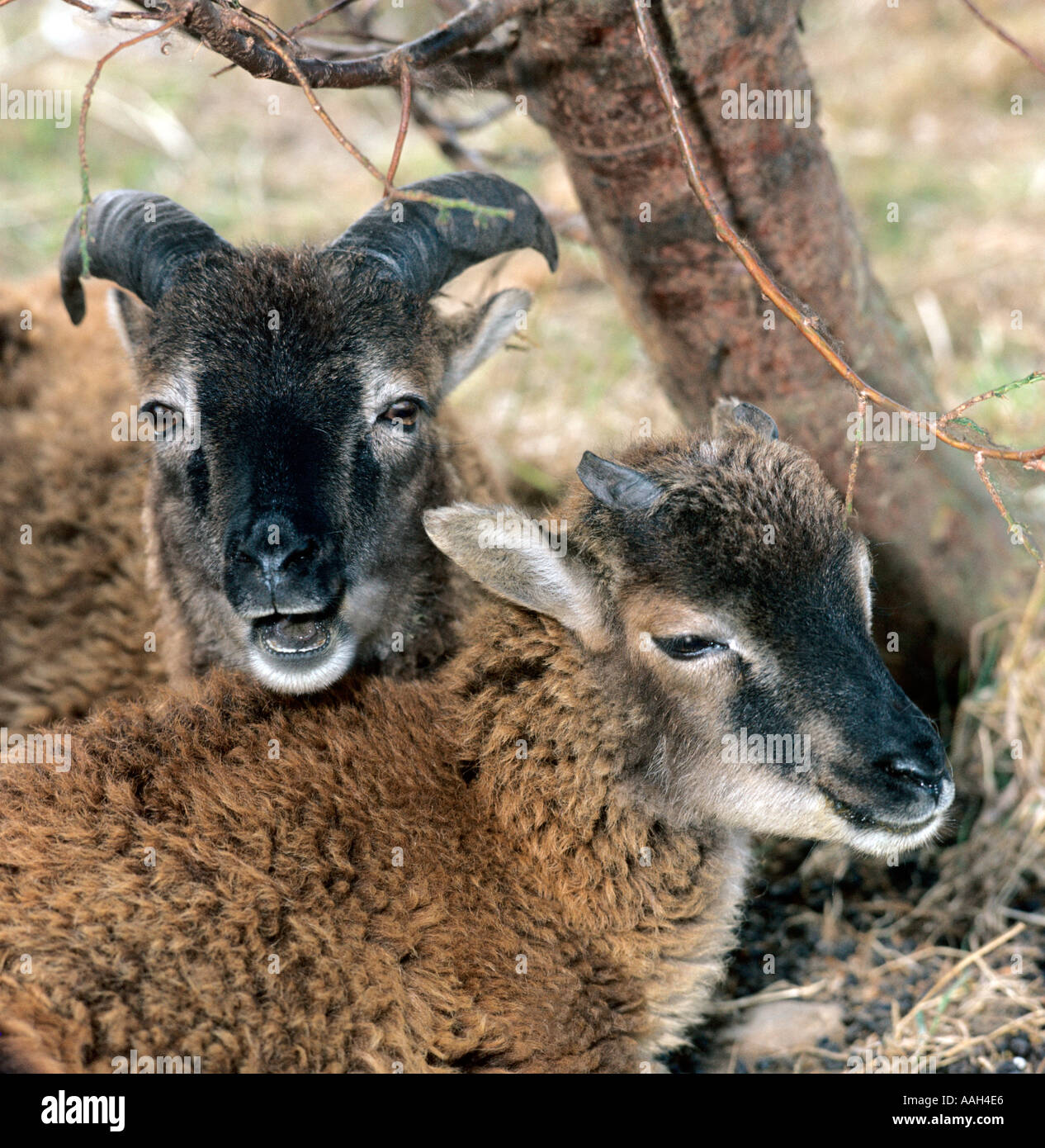 Soay Sheep Pair Rare Breeds Farm UK Stock Photo - Alamy