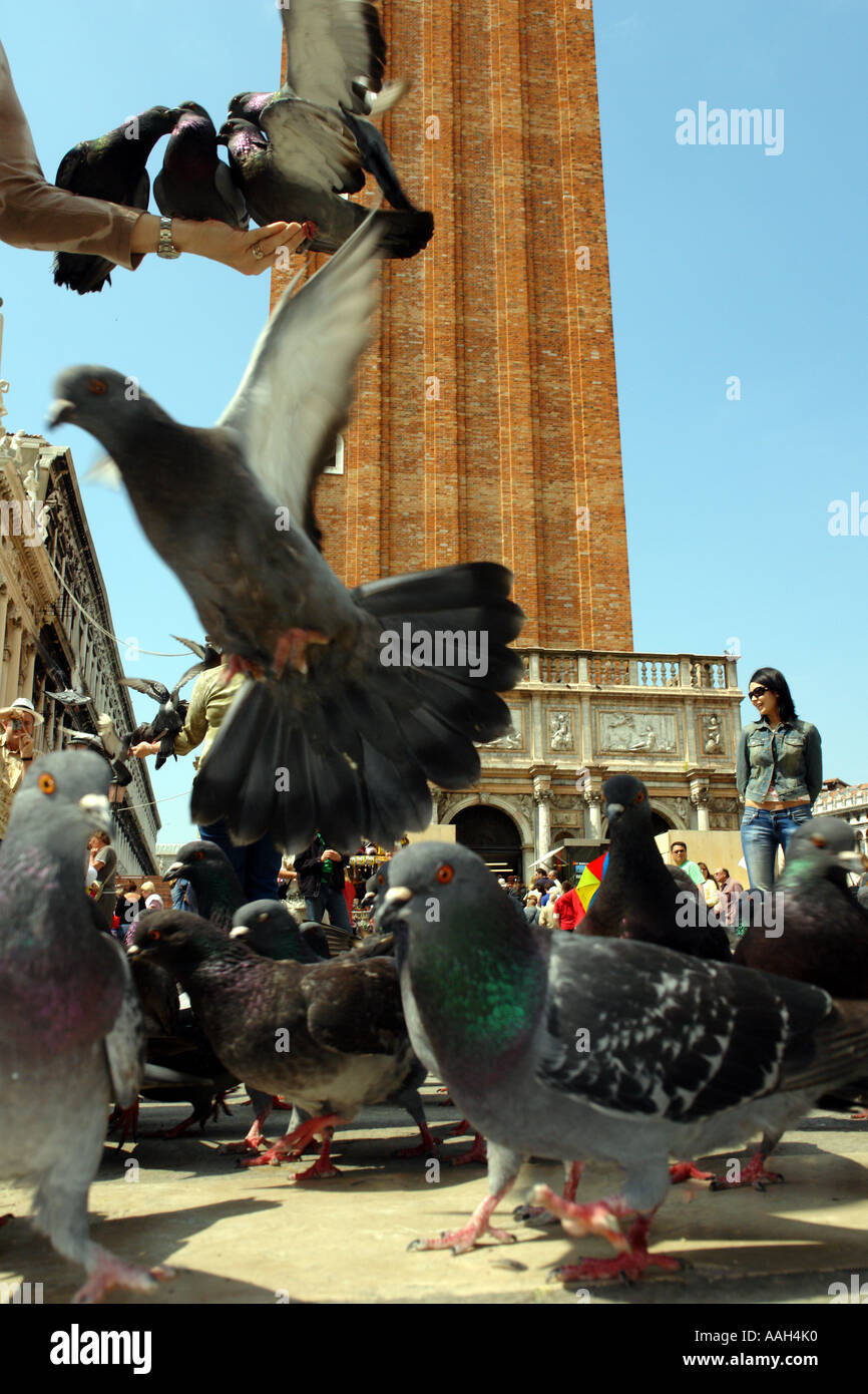 Pigeons venice hi-res stock photography and images - Alamy