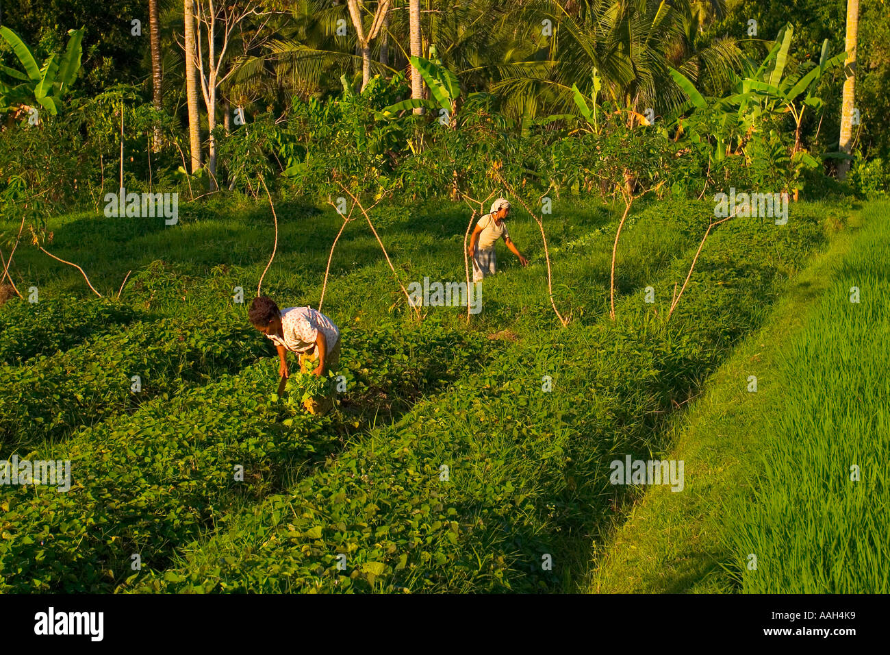 Balinese women working in the tea plantation near Ubud Bali Indonesia ...