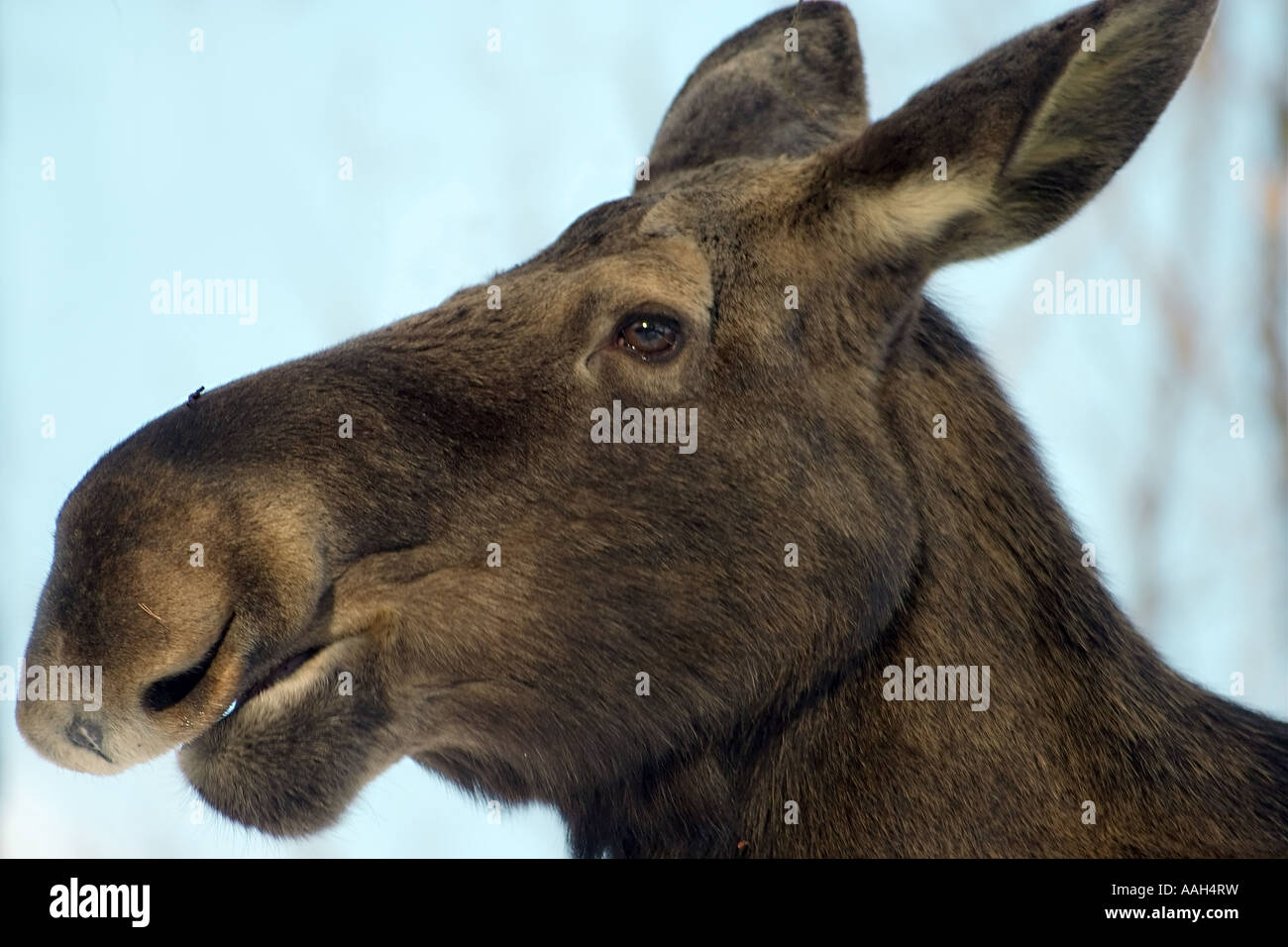 wildlife Norwegian moose in the woods, close-up Stock Photo - Alamy