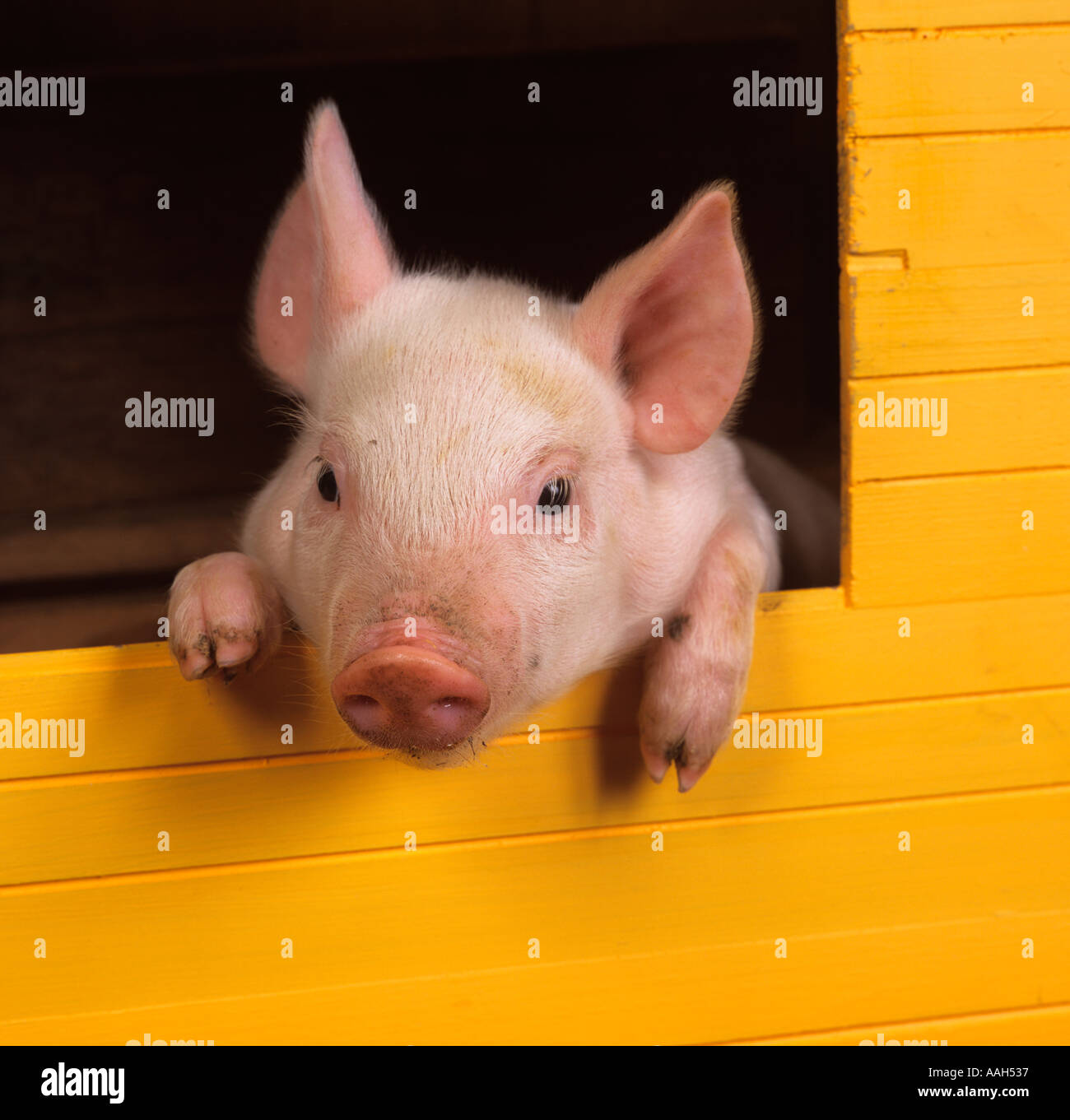 Piglet siblings hi-res stock photography and images - Alamy