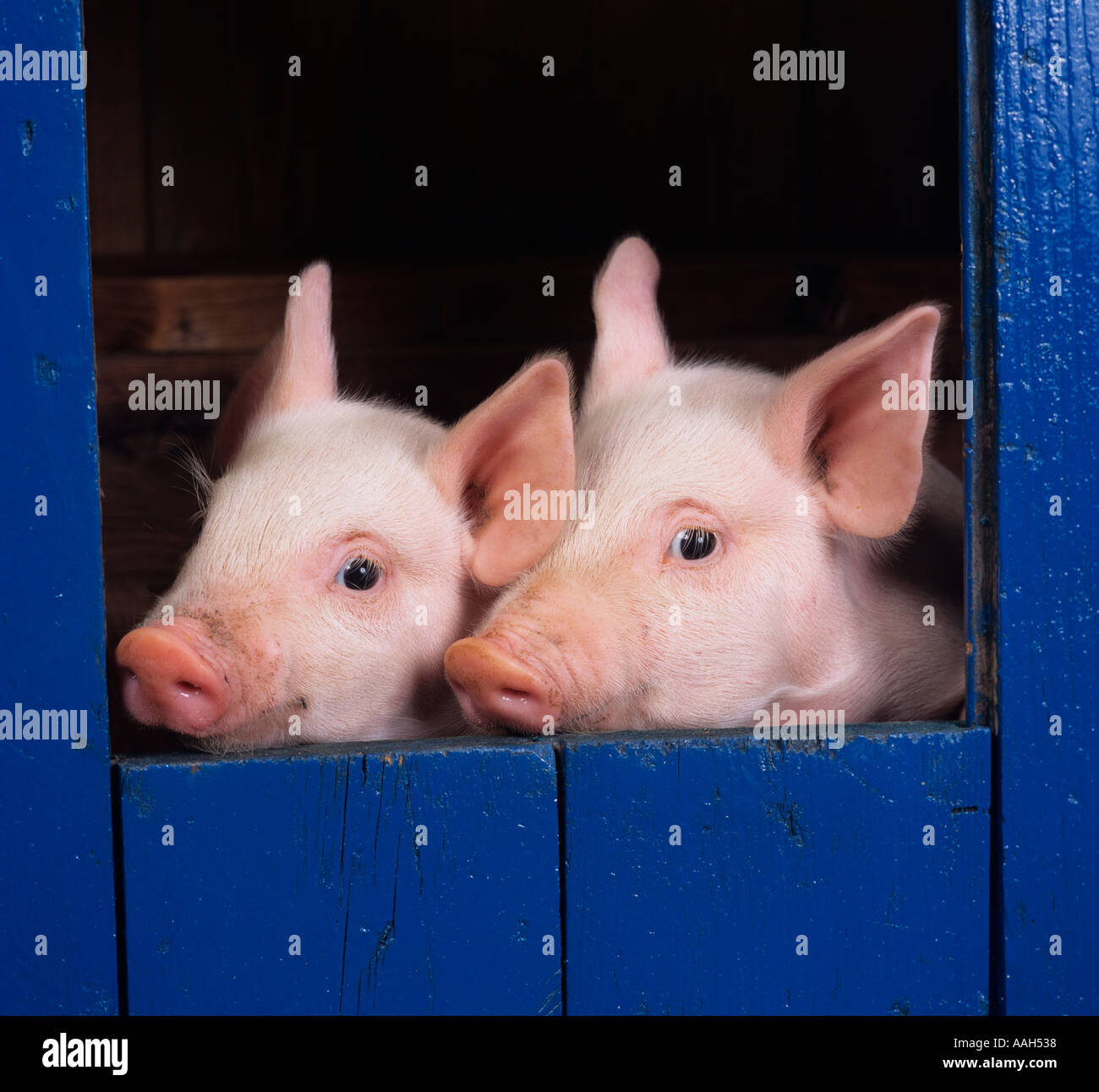 Two Piglets in Blue pig sty Stock Photo - Alamy