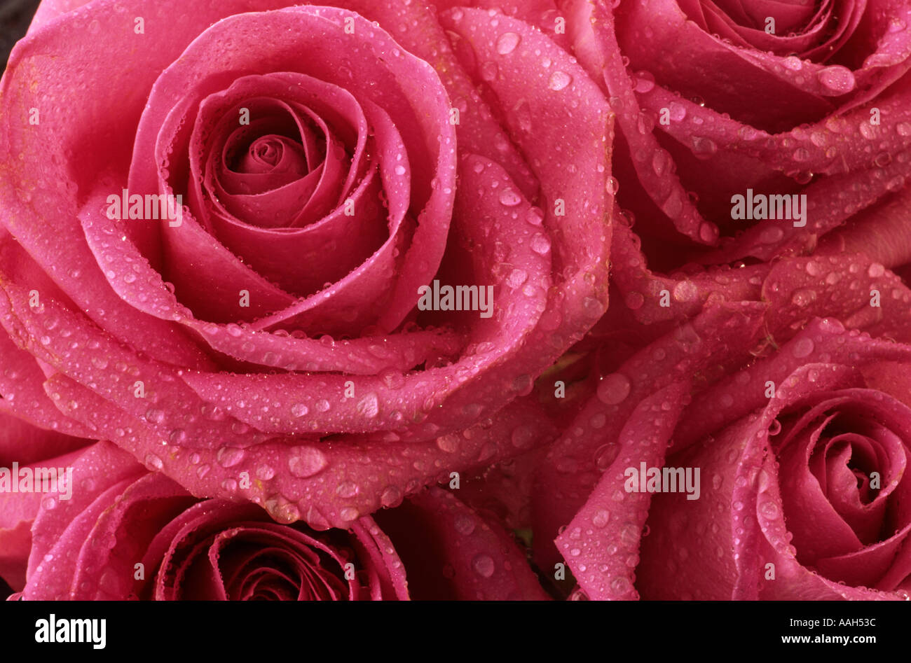 Pink rose detail hi-res stock photography and images - Alamy
