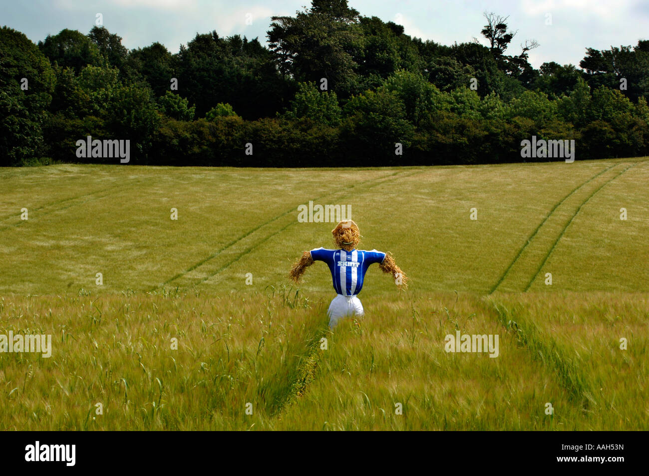 A scarecrow dressed in Brighton and Hove Albion Football Club strip on ...